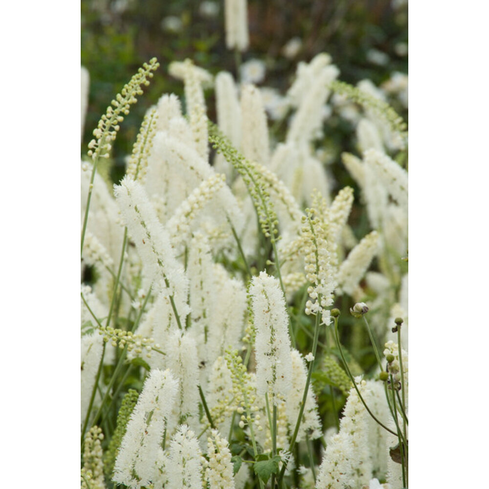 Actaea simplex 'White Pearl' - www.topplantenshop.nl