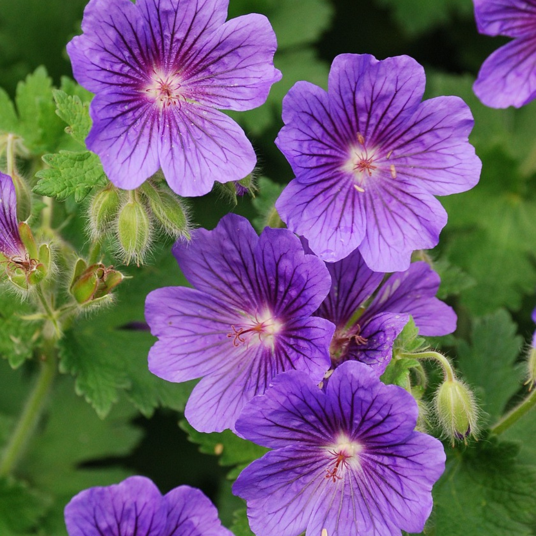 Geranium ‘Rozanne’ - Topplantenshop.nl - www.topplantenshop.nl