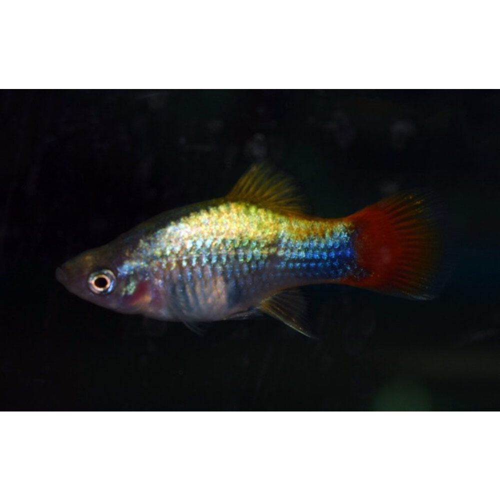 Xiphophorus Maculatus Platy Blue Butterfly Moon - Heems