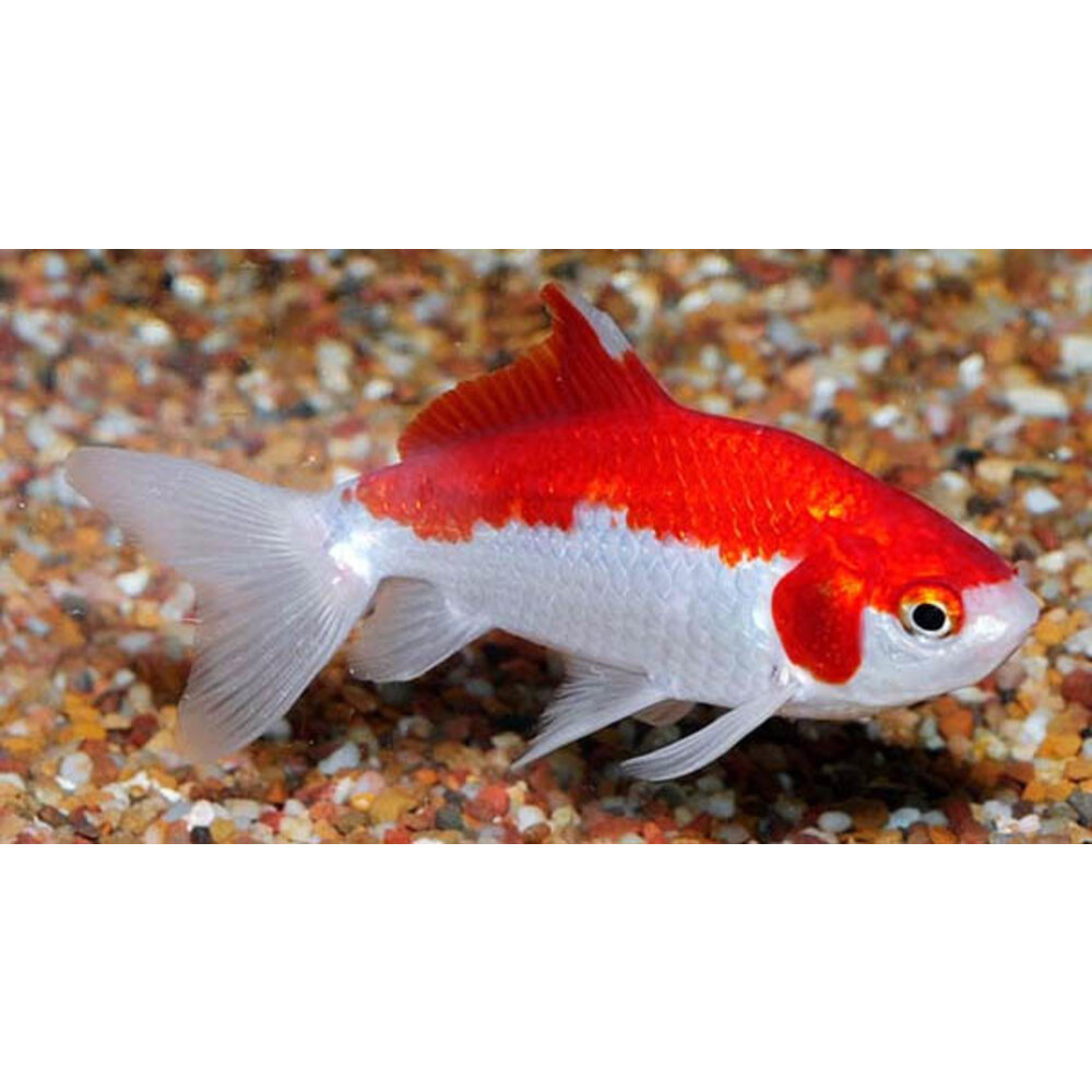 Sarassa Goudvis Rood-wit 10/12 cm - Heems