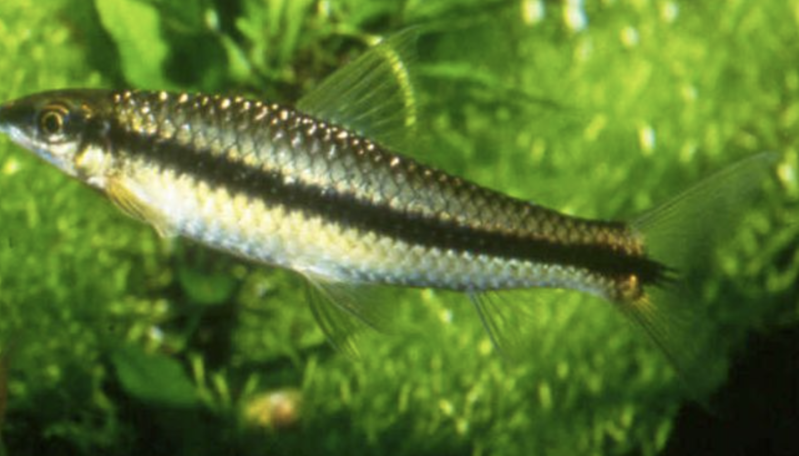Epalzeorhynchos Siamensis - Heems
