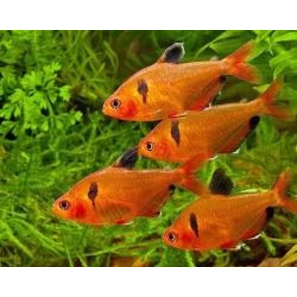 Hyphessobrycon Callistus - Heems