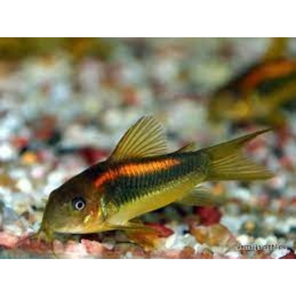 Corydoras Peru Goldstripe - Heems