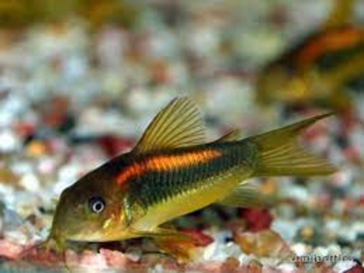 Corydoras Peru Goldstripe - Heems