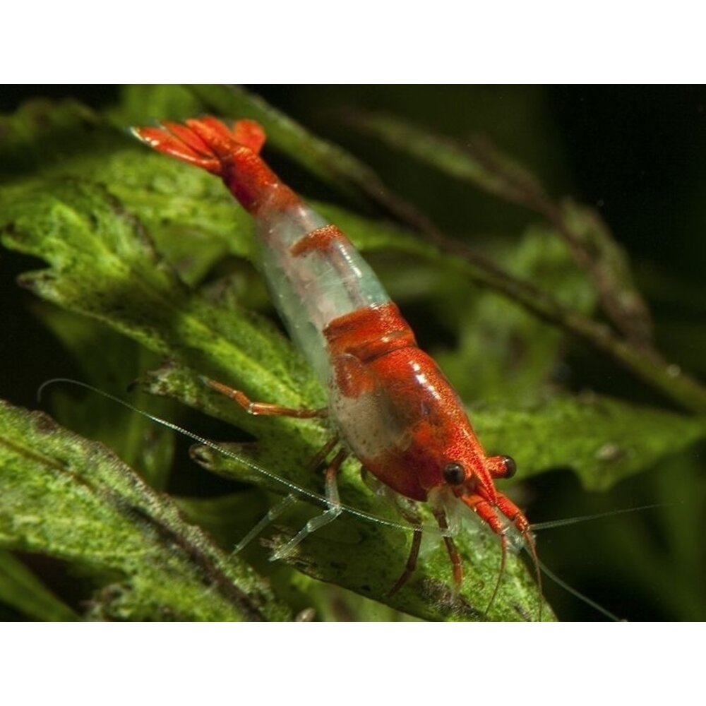 56383 NEOCARIDINA HETERPODA RILLI - Heems