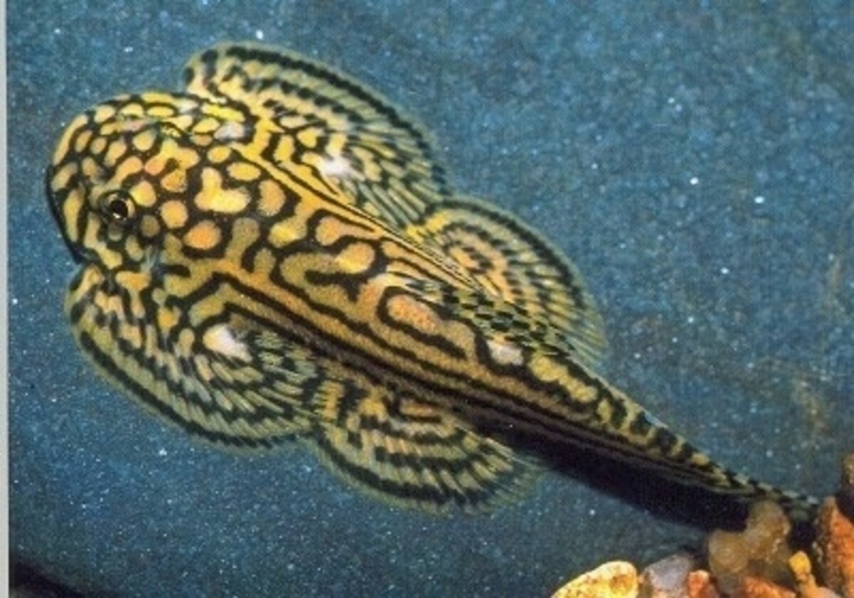 Sewelia Lineolata - Heems
