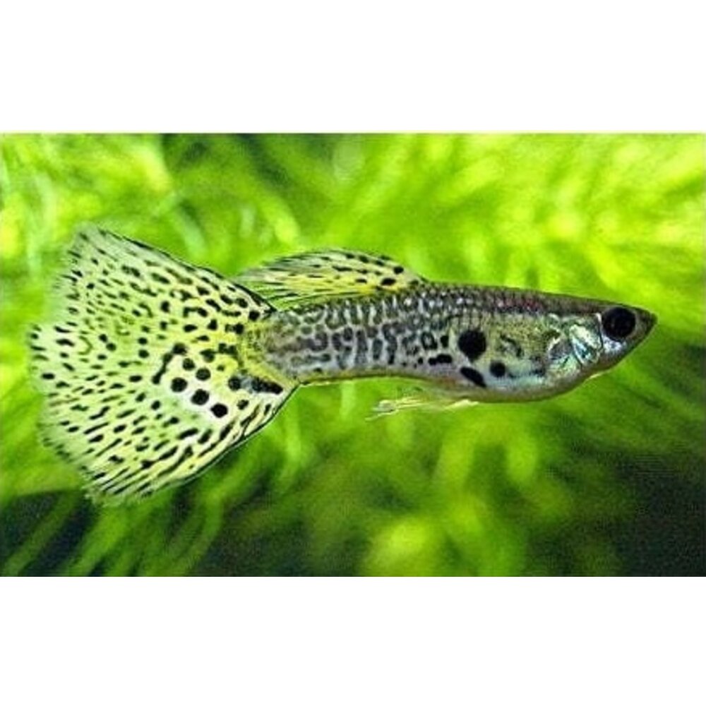 Poecilia Reticulata yellow king cobra - Heems