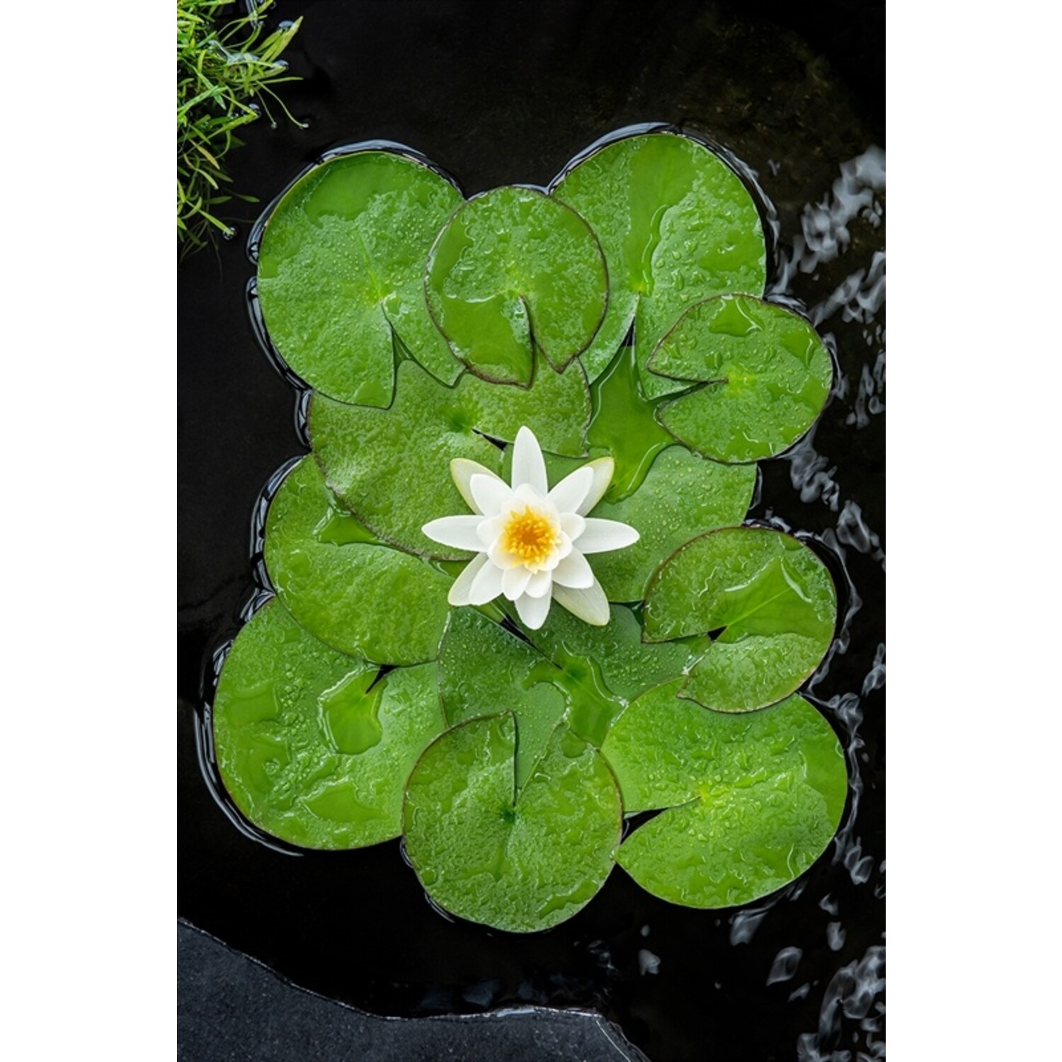 Nymphaea Alba Nymphaea Alba (European White Water Lily) World Of
