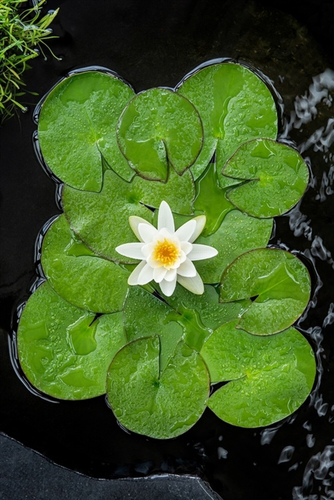 NYMPHAEA "ALBA" (3L) - Heems