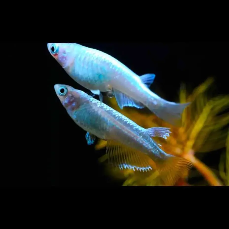 Oryzias Latipes Snow White - Heems