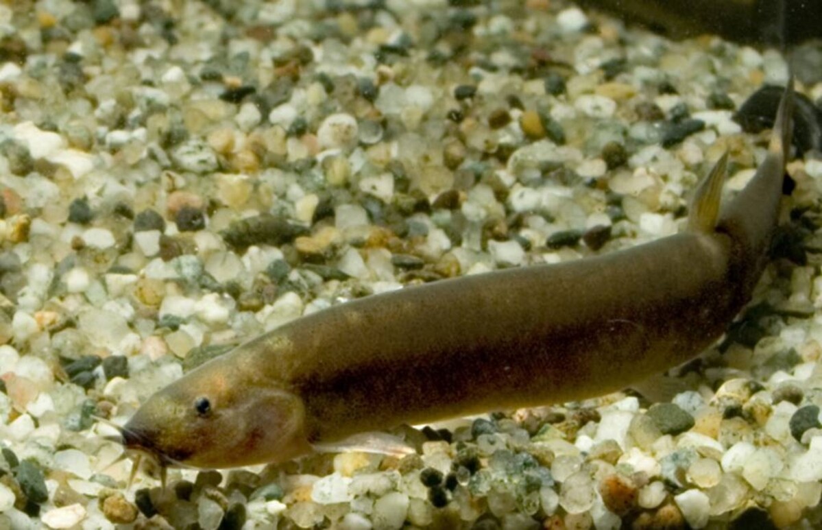 PANGIO OBLONGA - Heems