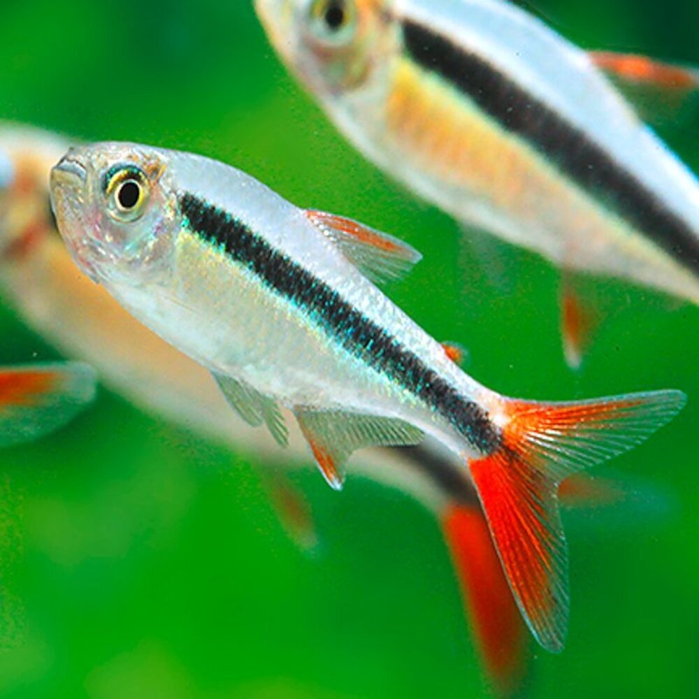 Thayeria Boehlkei Red Fin - Heems