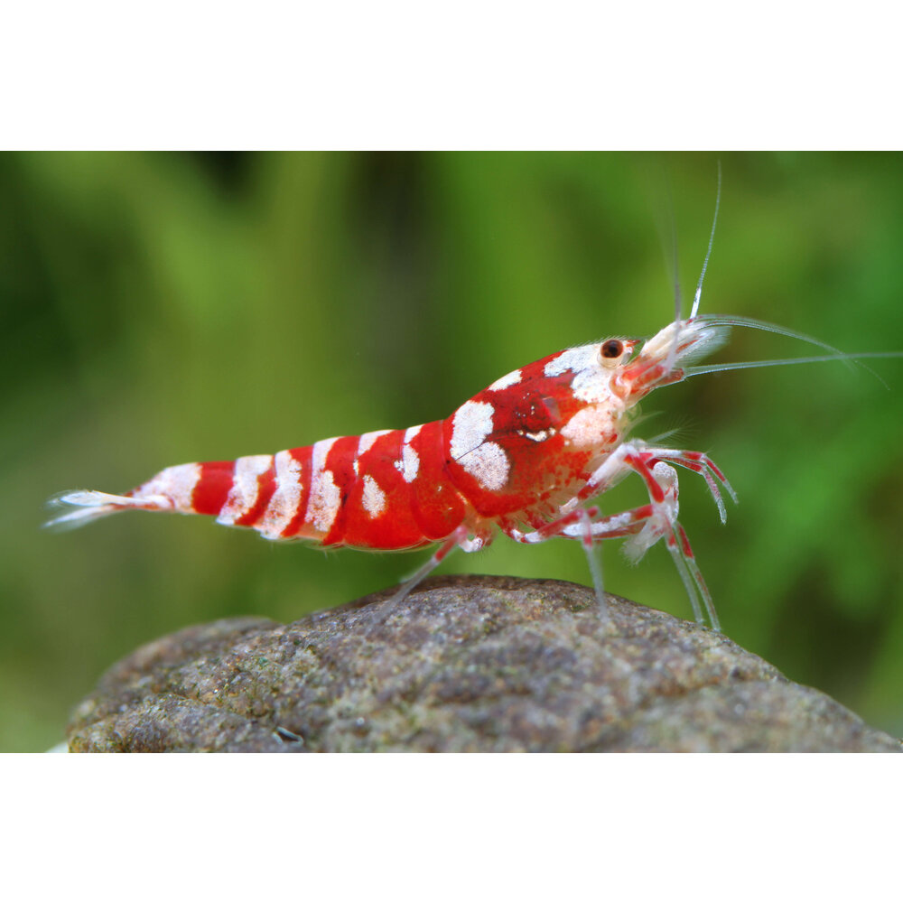 CARIDINA RED FANCY TIGER - Heems