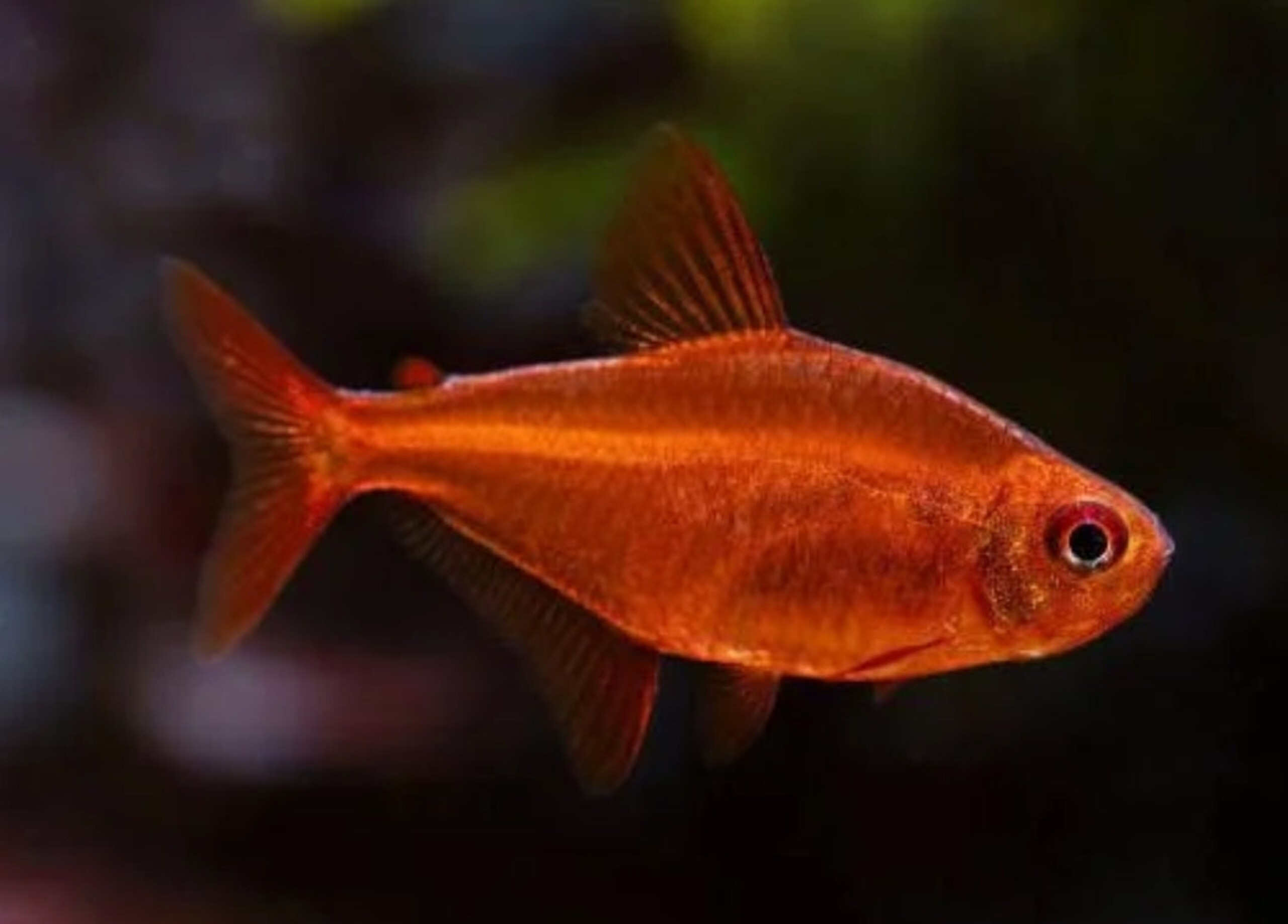 Hyphessobrycon sp. muzel red cherry - Heems