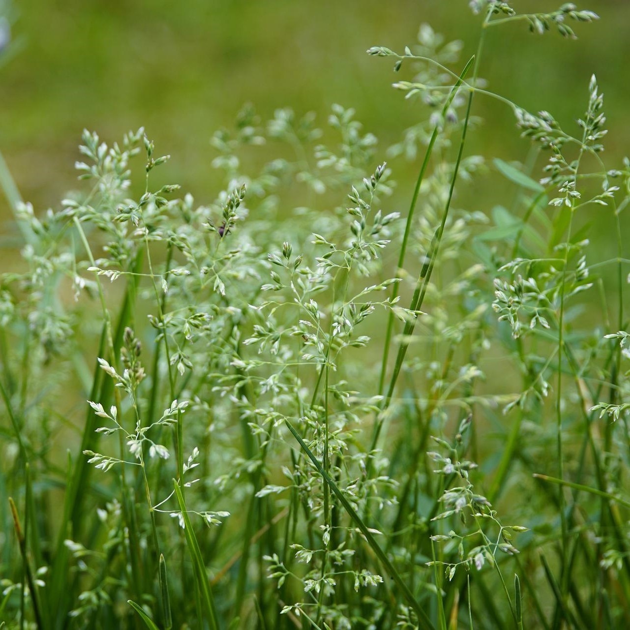 Gewöhnliches Rispengras - Poa trivialis