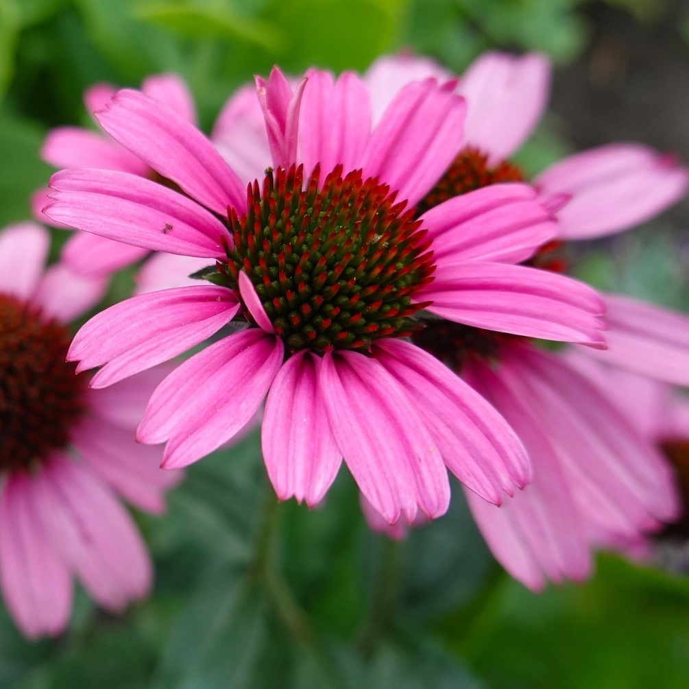 Purpur-Sonnenhut - Echinacea purpurea - Samendirekt.de