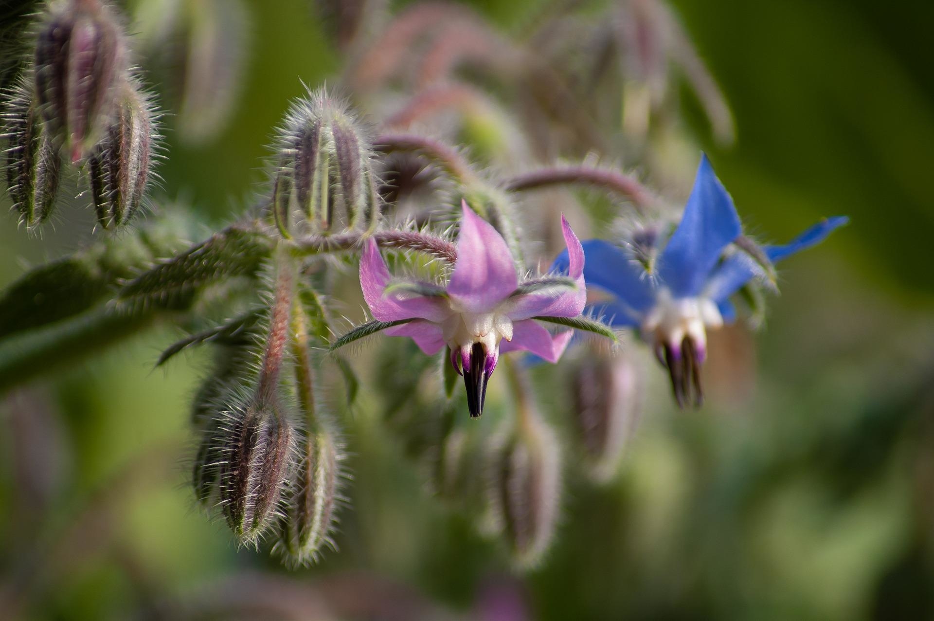 Alles über den Borretsch - Borago officinalis - Samendirekt.de