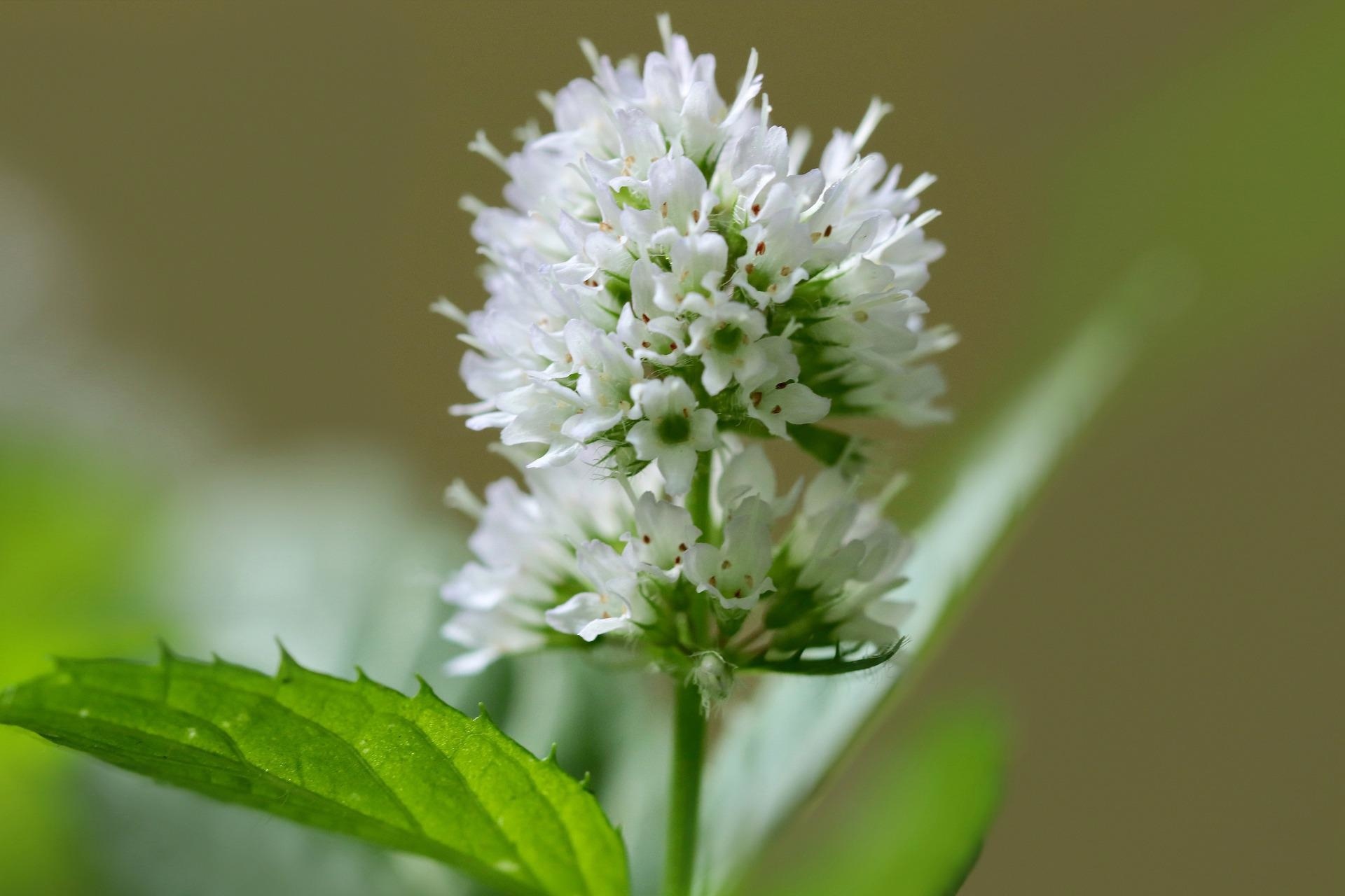 Alles über Minze - Mentha - Samendirekt.de