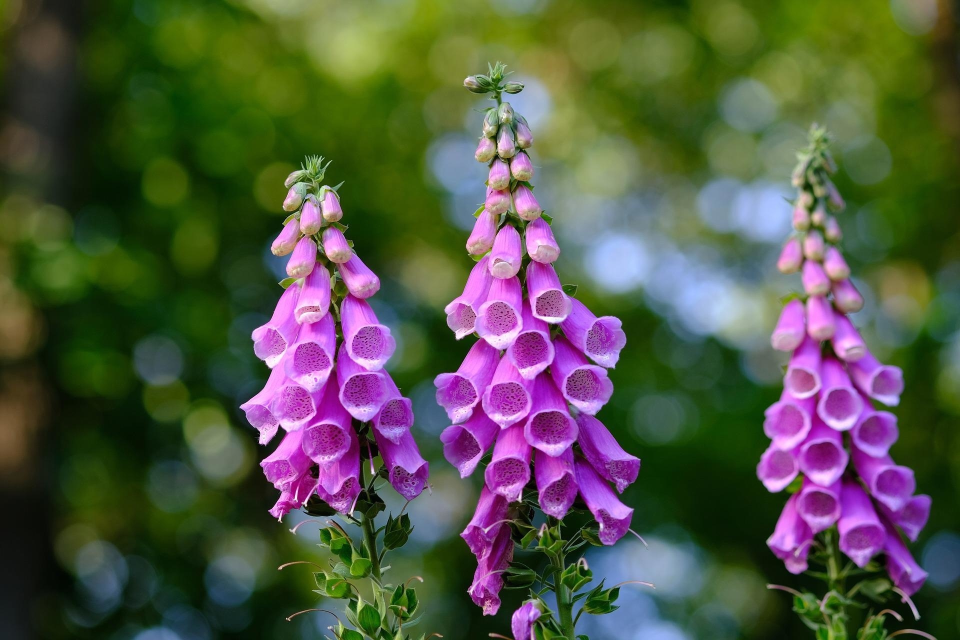Alles über den Fingerhut - Digitalis Purpurea - Samendirekt.de