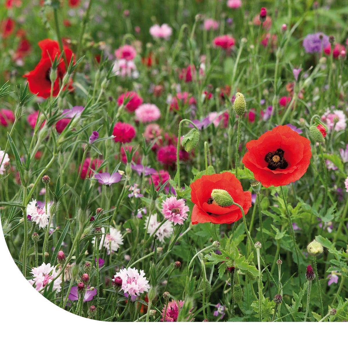 Sommerblumen Rosa & Rot Mix