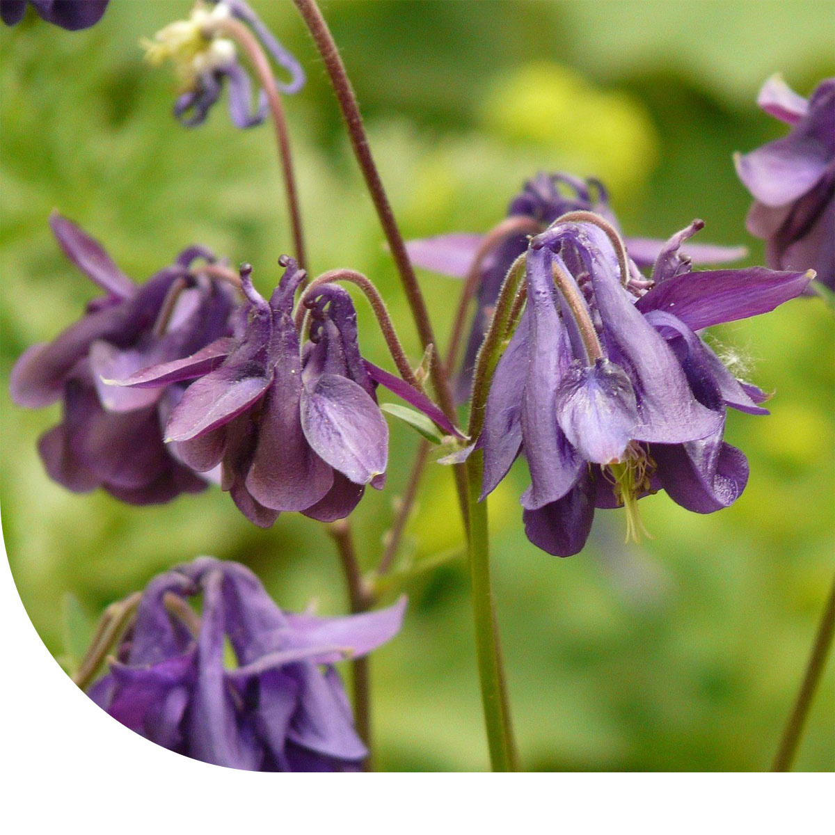 Gemeine Akelei - Aquilegia vulgaris
