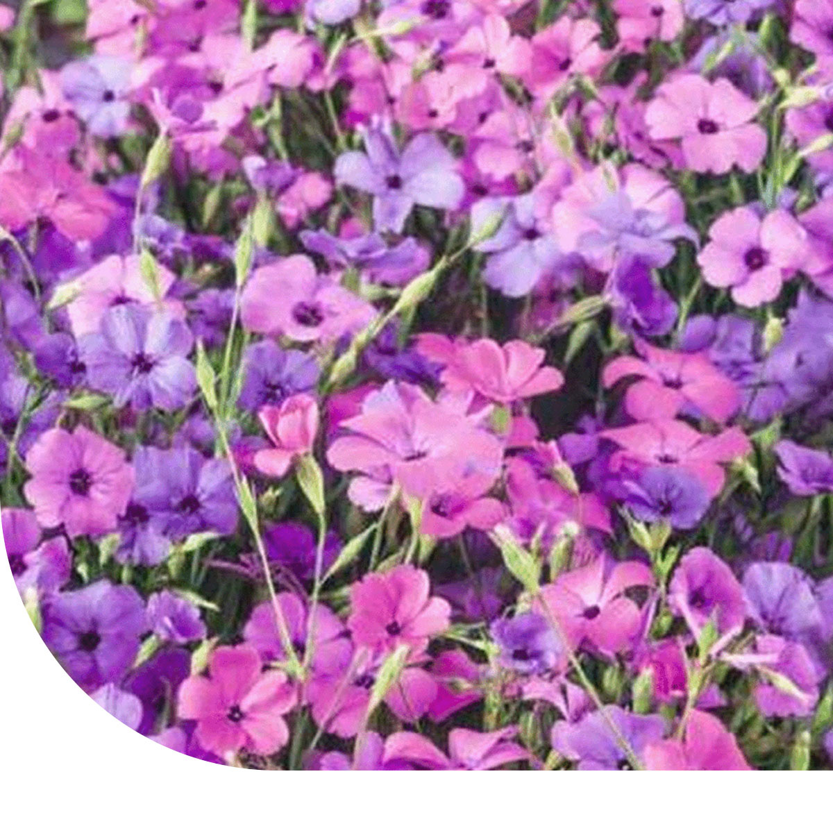 Himmelsröschen - Viscaria Oculata