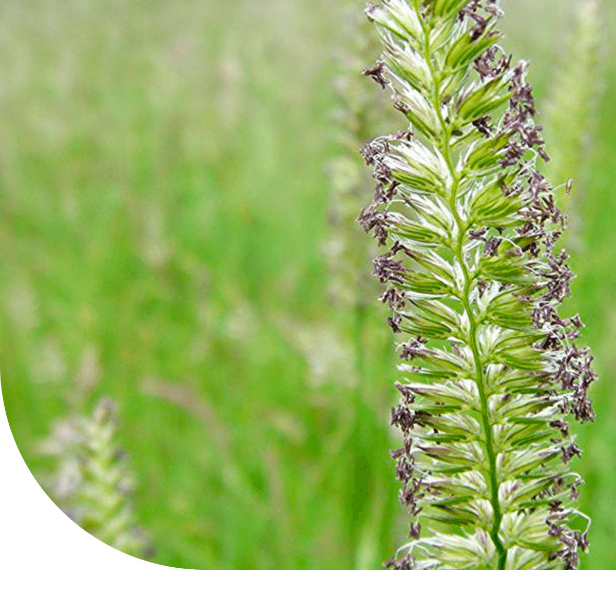 Kammgras - Cynosurus cristatus | MRS Seeds