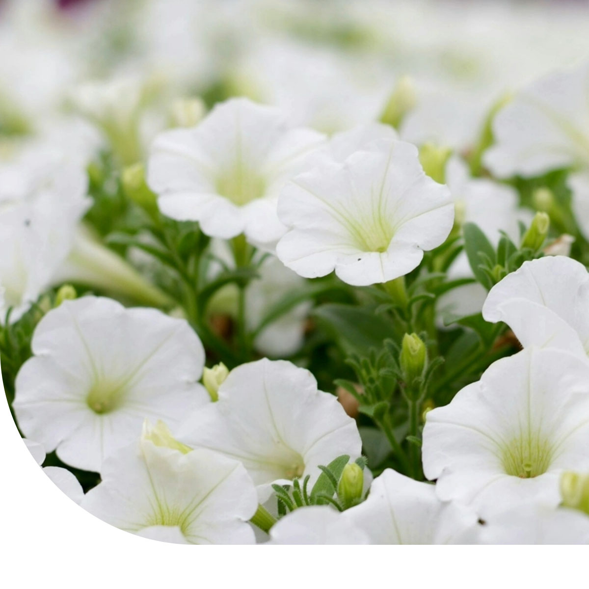 Petunia nana compacta - Snowball