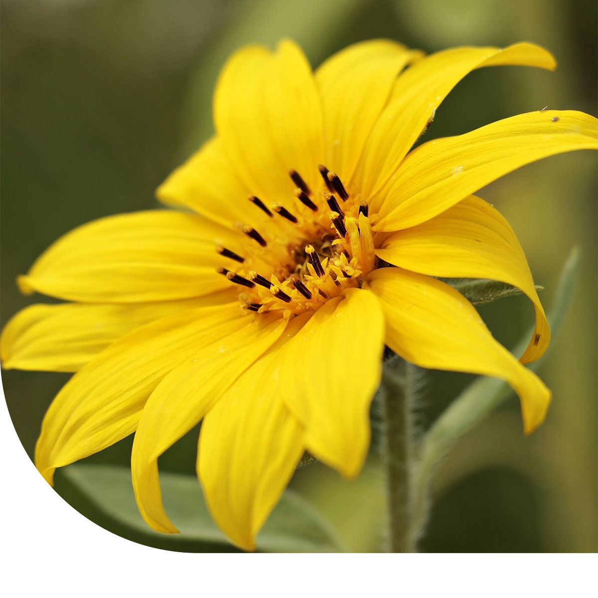 Kleine Sonnenblume 'Pacino Gold' - Helianthus annuus