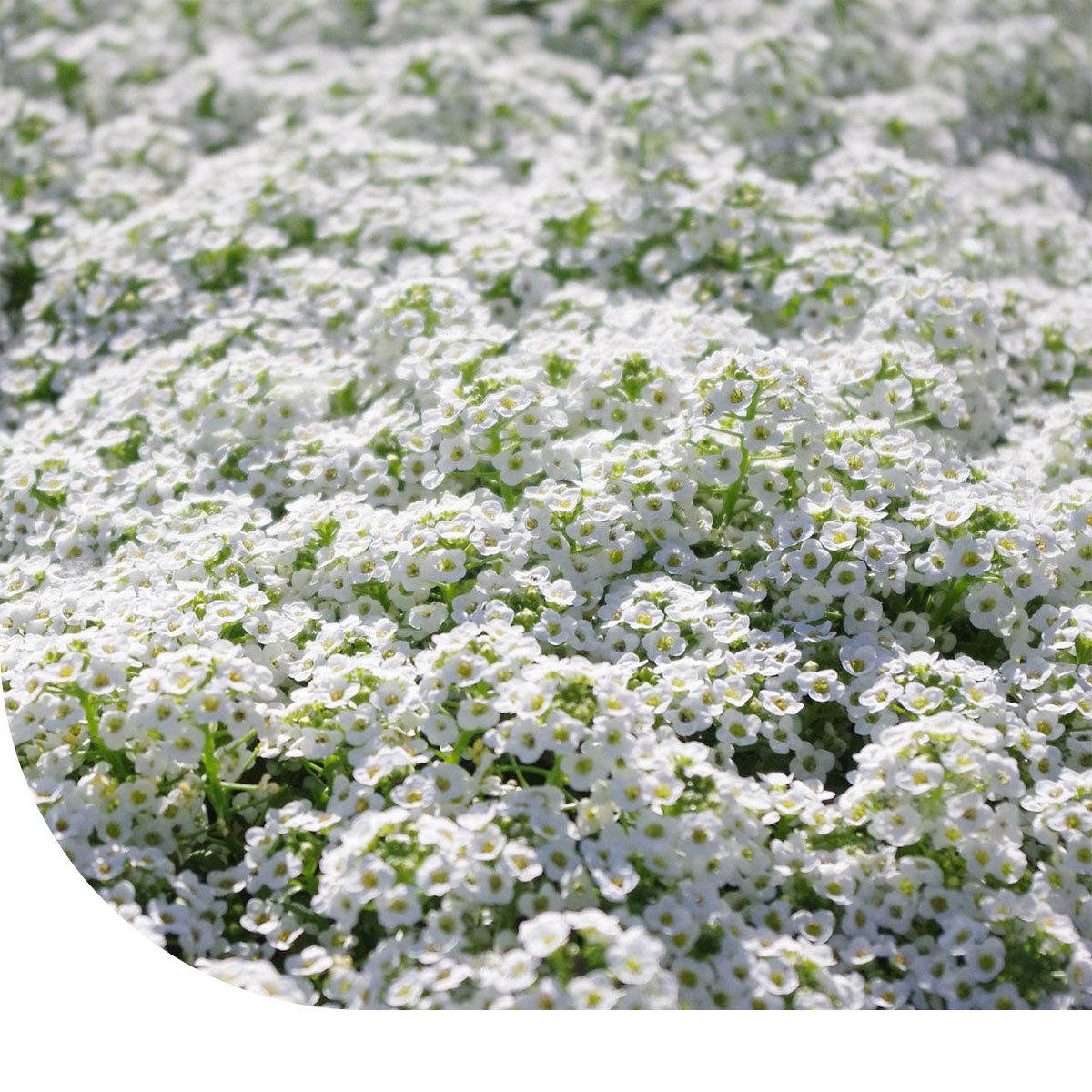 Steinkräuter - Alyssum Lobularia