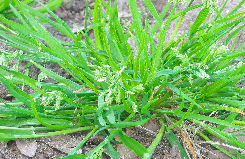 Poa annua: Rispengras im Rasen erkennen & bekämpfen - Samendirekt.de