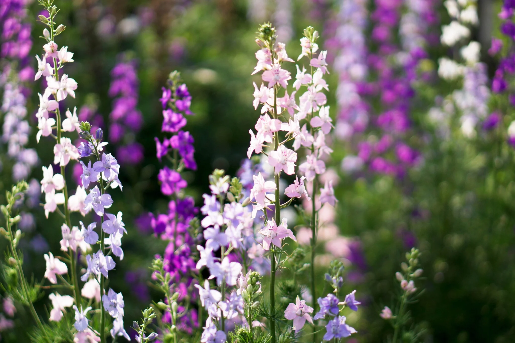 Alles über Rittersporne - Delphinium - Samendirekt.de