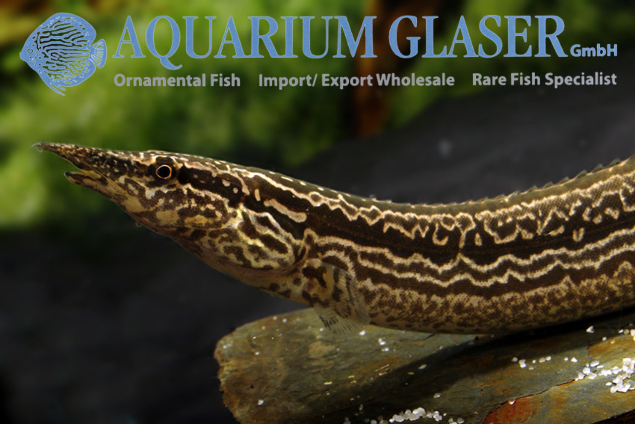 Mastacembelus circumcinctus – Halfband stekelaal