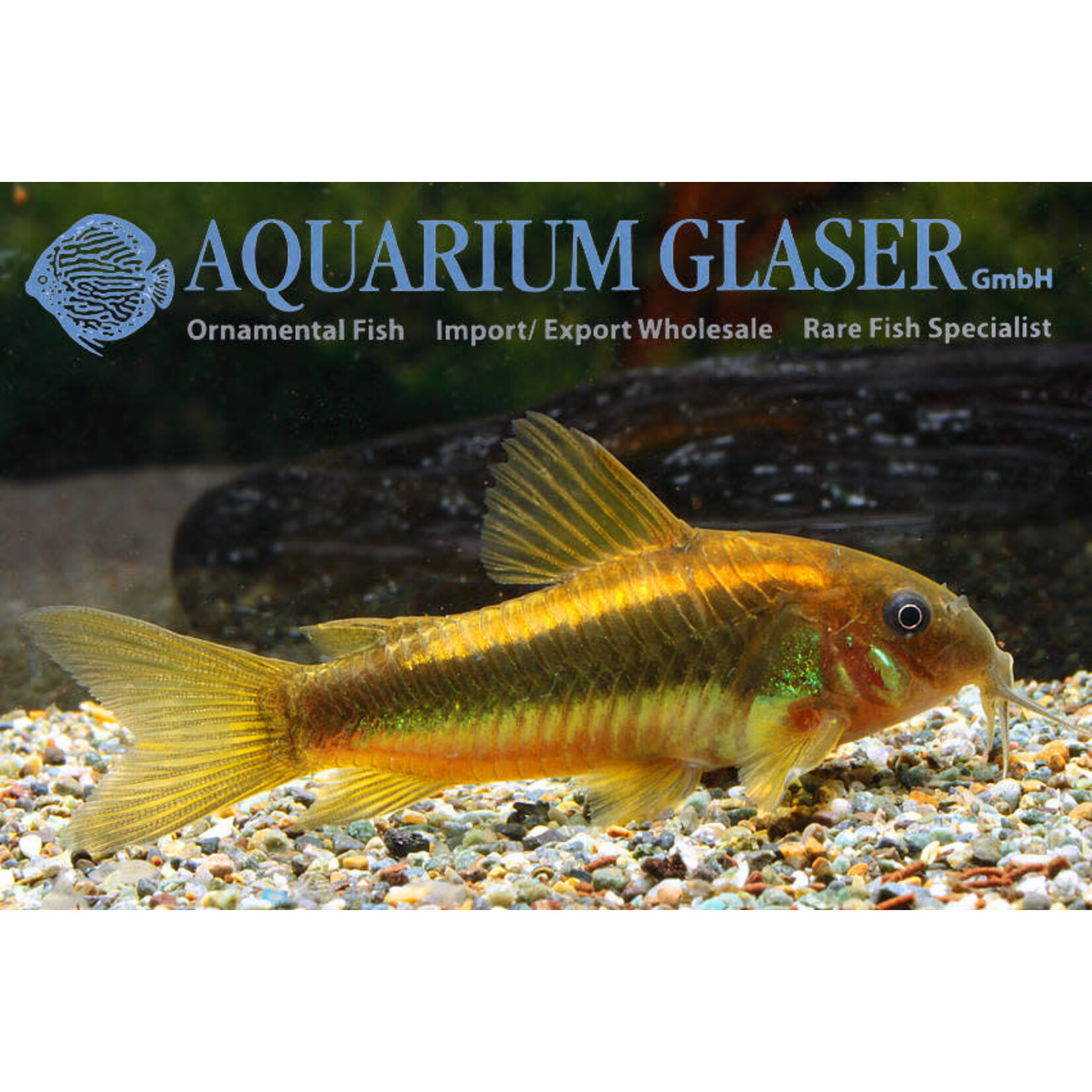 Corydoras neon gold stripe Wild - For all your fishing & supplies