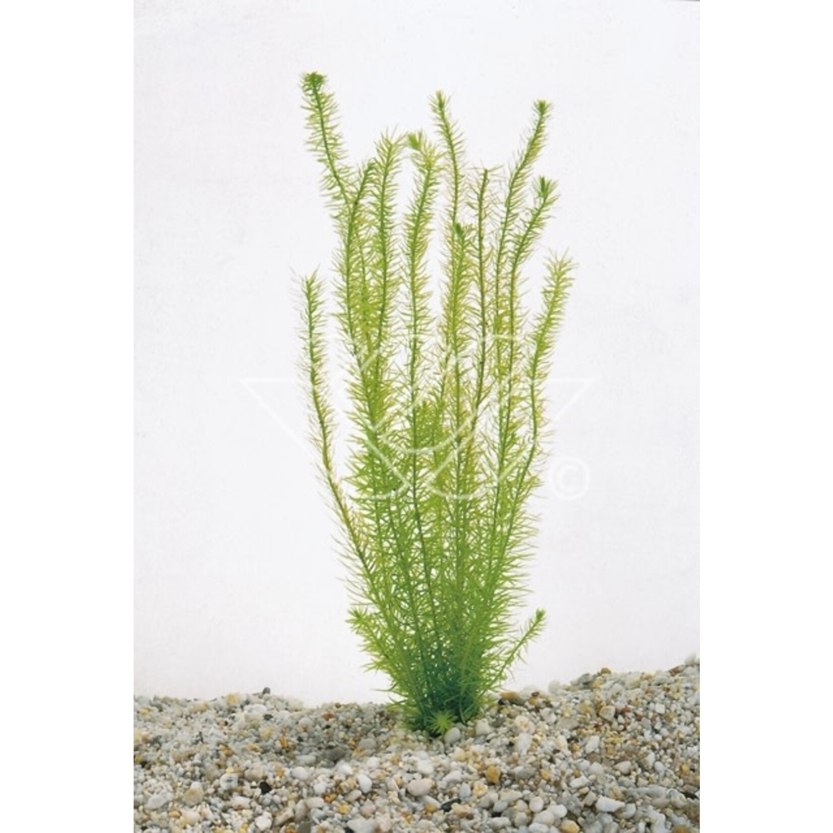 Mayaca fluviatilis - Aquariumworldonline