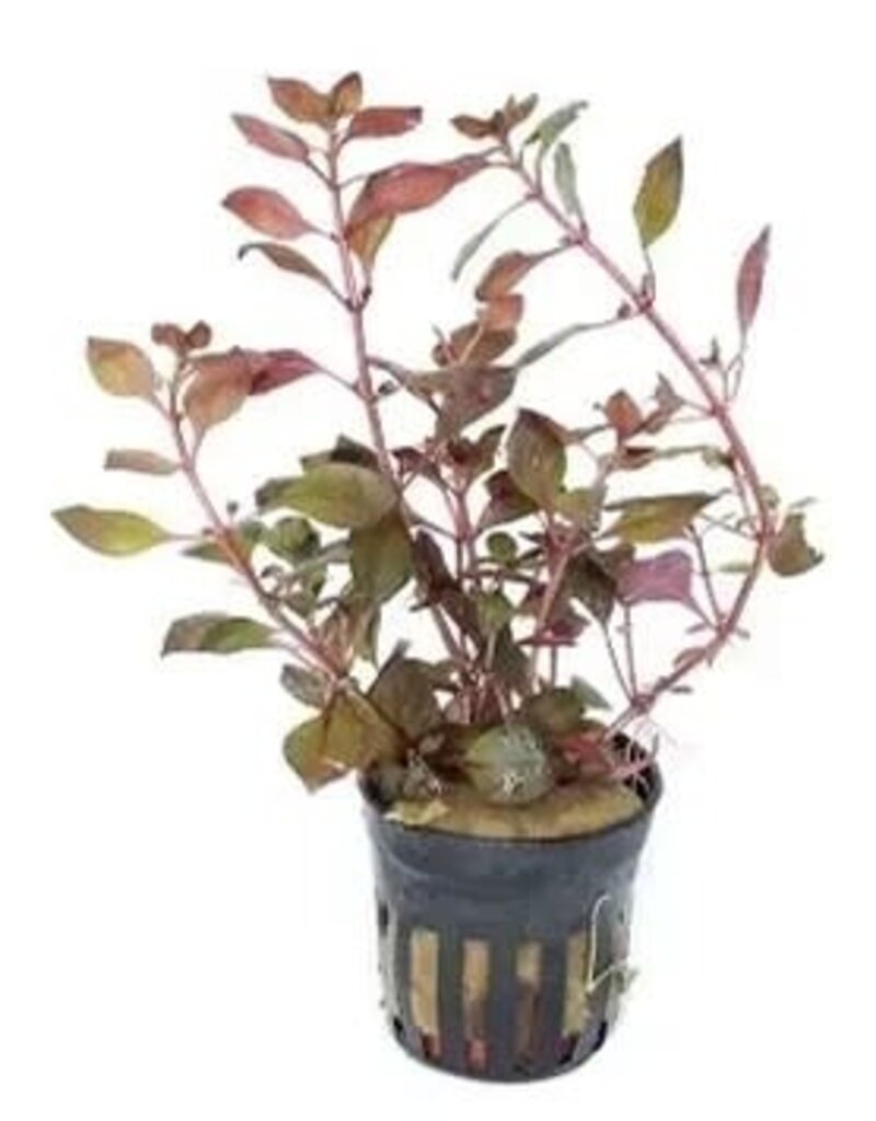 Ludwigia repens mini super red - For all your fishing & supplies