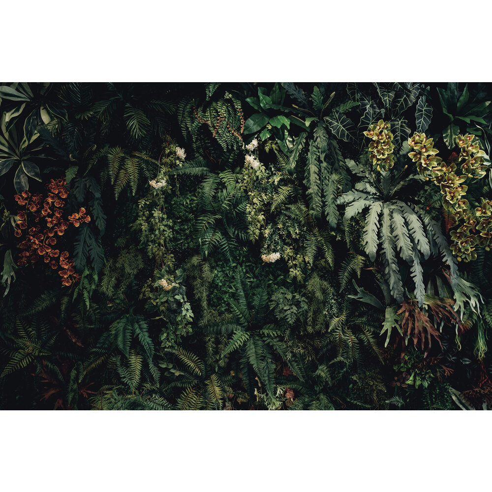 Tropisch jungle behang - creëer een exotisch paradijs in huis ...