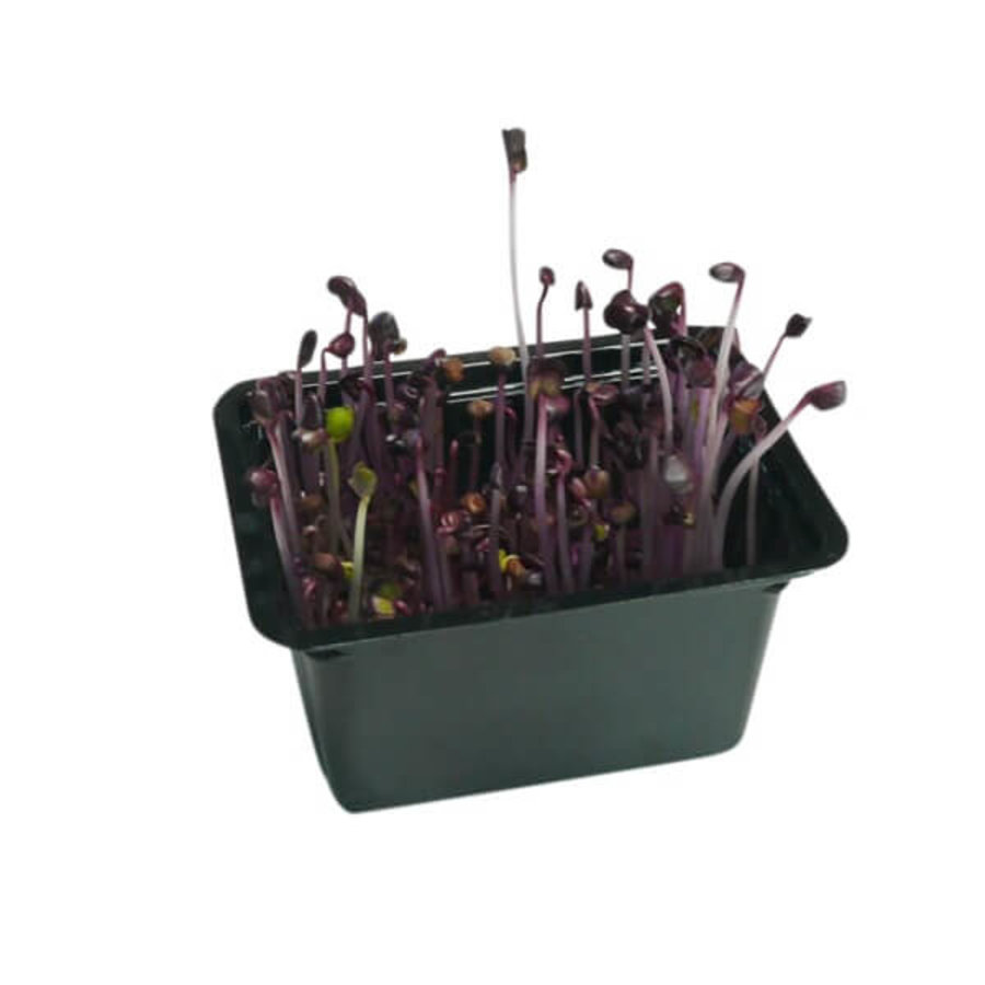 Cultivation tray Microgreens 6.9x5.2cm 100 pieces - Growing supplies ...