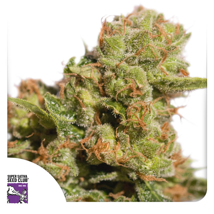 Auto Bruce Lemon Diesel | Bestel Bruce lemon wietzaden bij seeds.nl ... Auto Bruce Lemon Diesel | Bestel Bruce lemon wietzaden bij seeds.nl ...