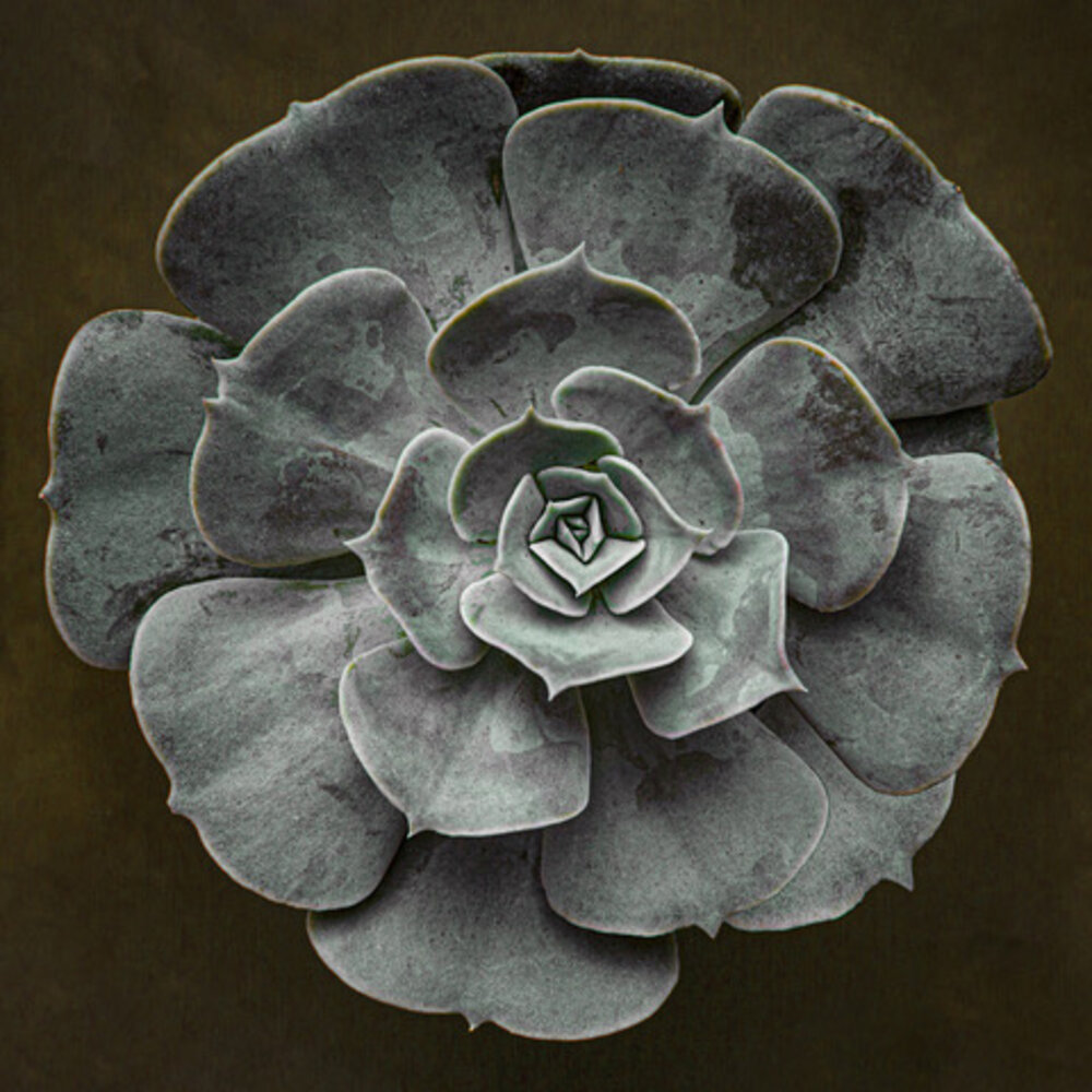 Succulent plant - Umo Art & Design