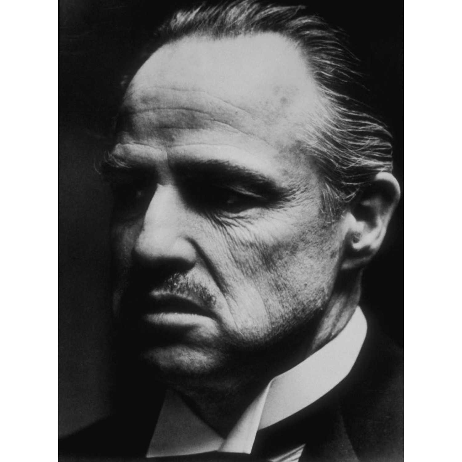 Don Vito Corleone Kat The Unexpected Star: Stray Cat In The Godfather