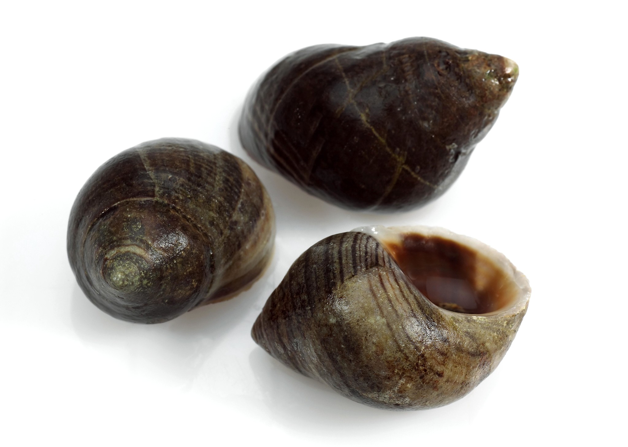 Alikruik vers - Seafoodmarkt