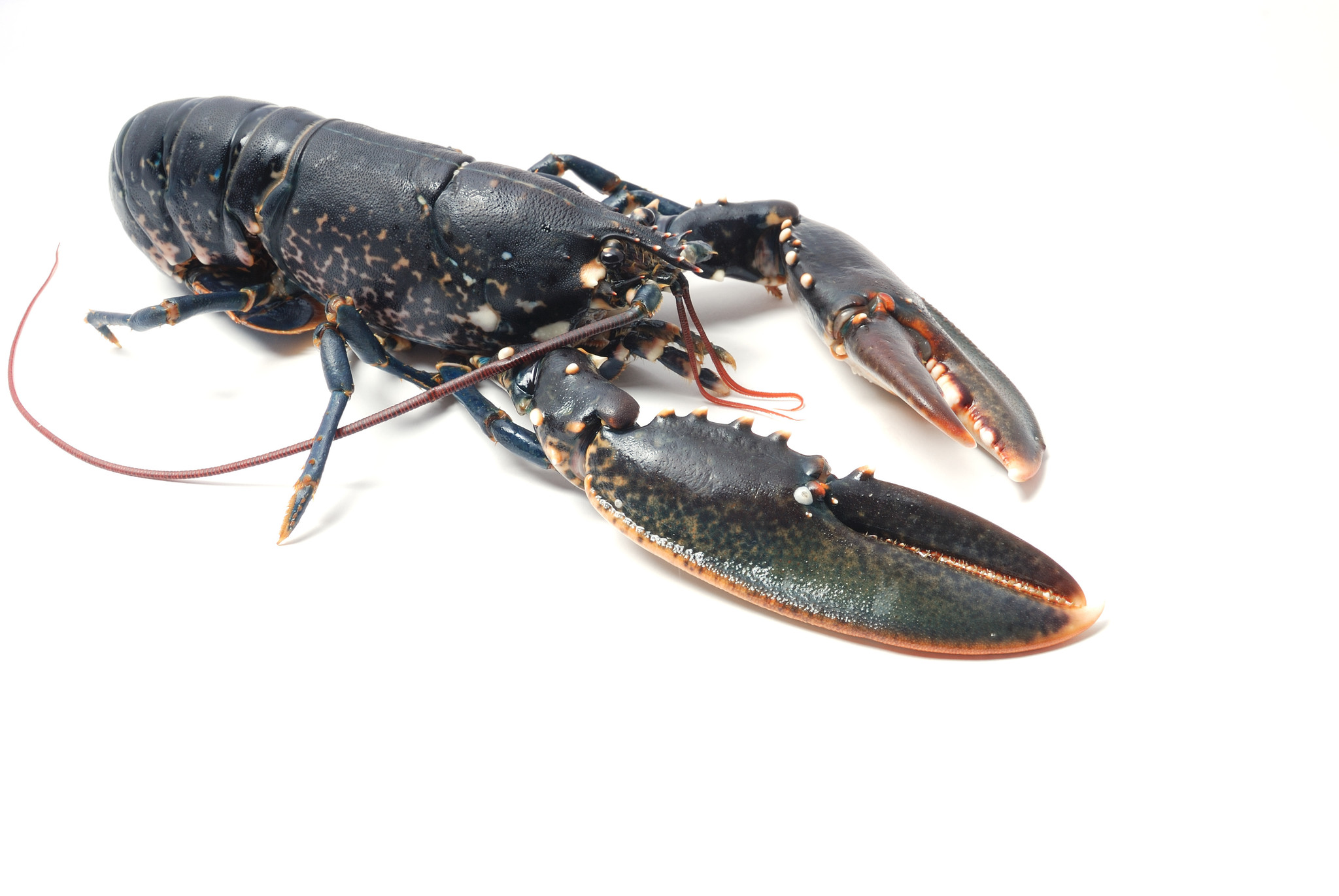 Europese kreeft levend - SeafoodMarkt