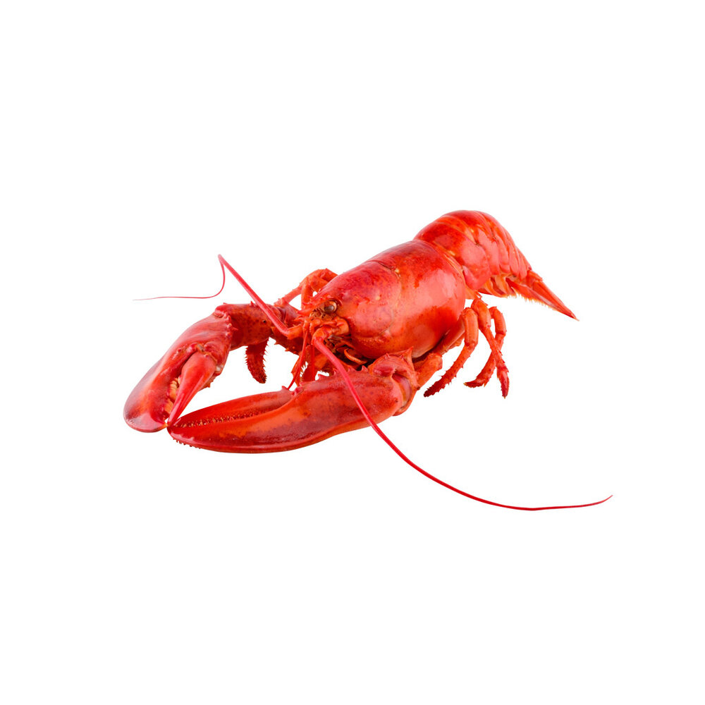canadese-kreeft-gekookt-seafoodmarkt