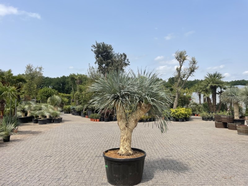 Yucca rostrata exclusief Multihead - Palmexpert.nl
