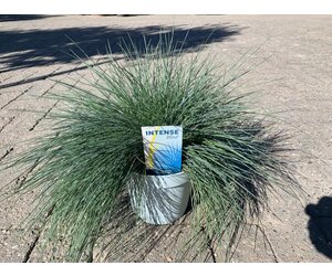 Festuca glauca Intense blue (verpakt per 6 stuks) - Palmexpert.nl