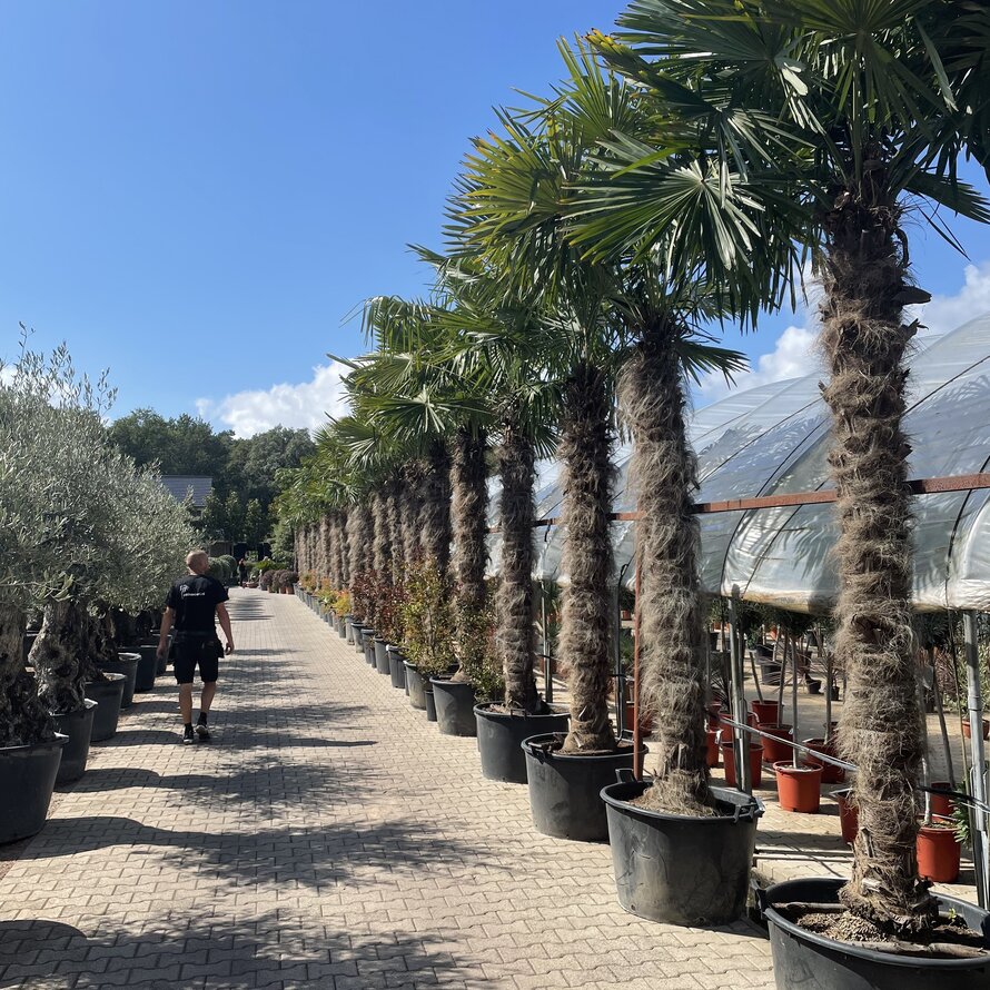 Catalogus - Palmexpert.nl