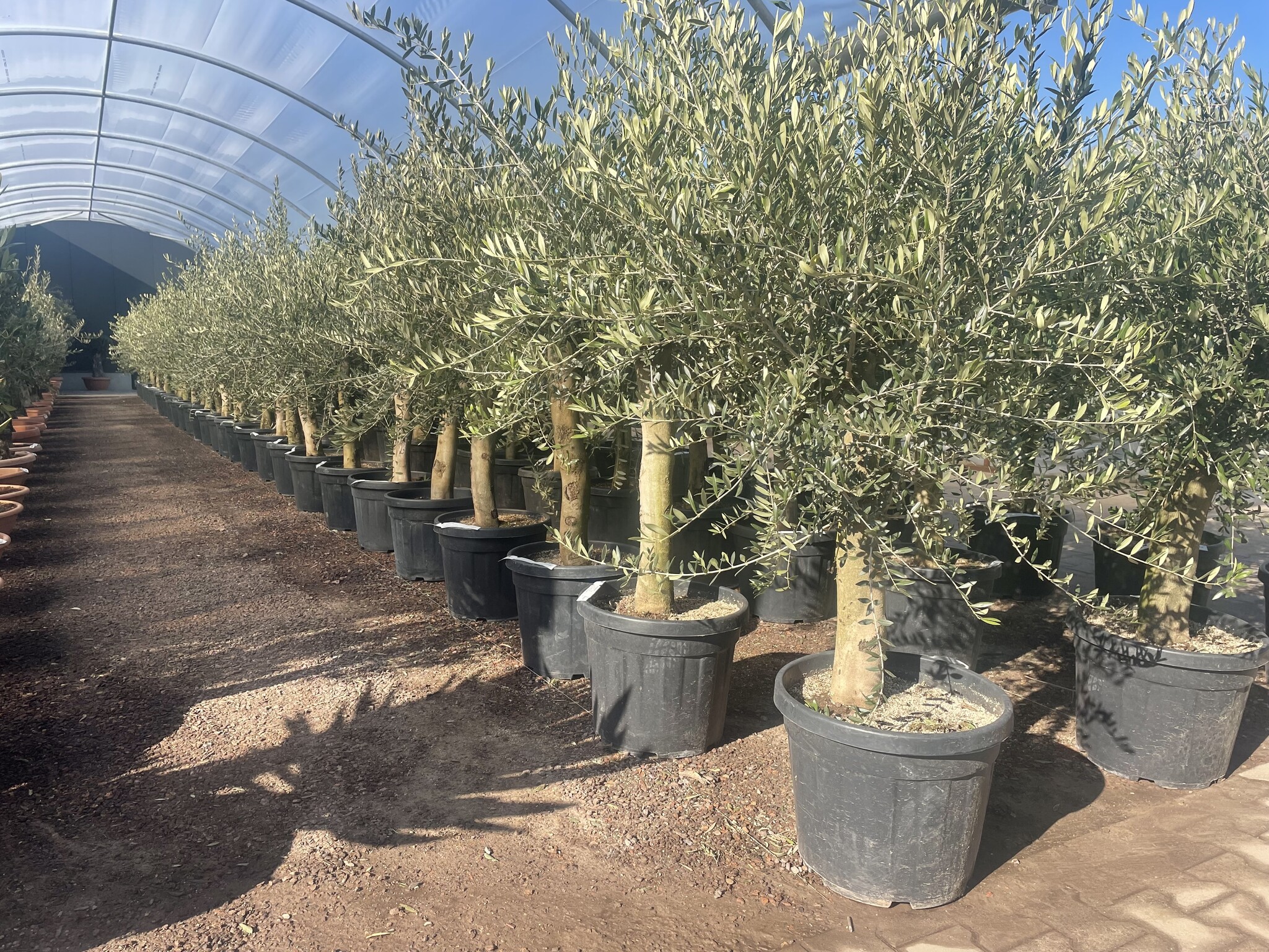 Kennisbank - Olijven inmaken (eetbaar maken) - Palmexpert.nl