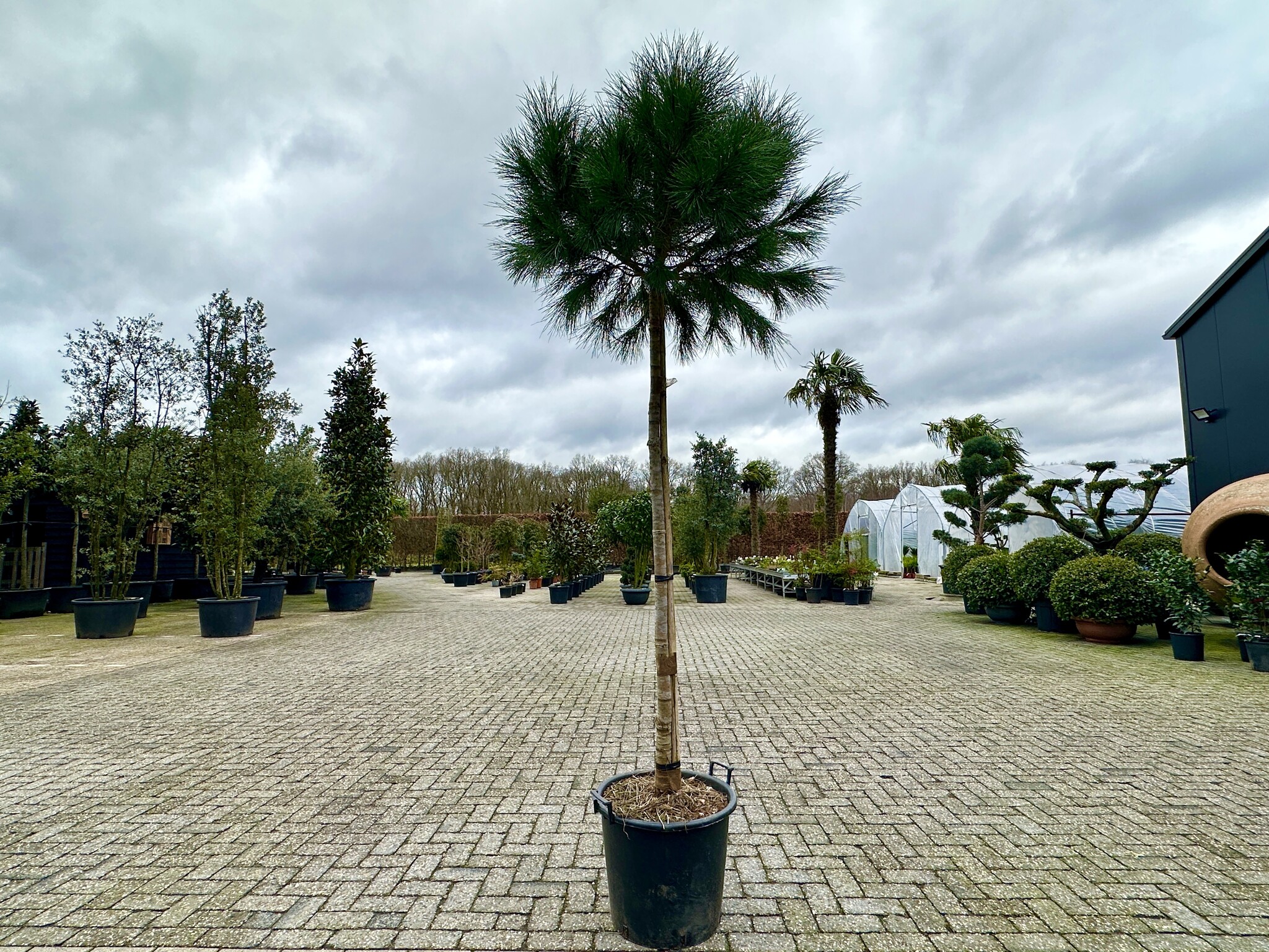 Pinus pinea 14/16 cm stamomtrek op stam - Palmexpert.nl