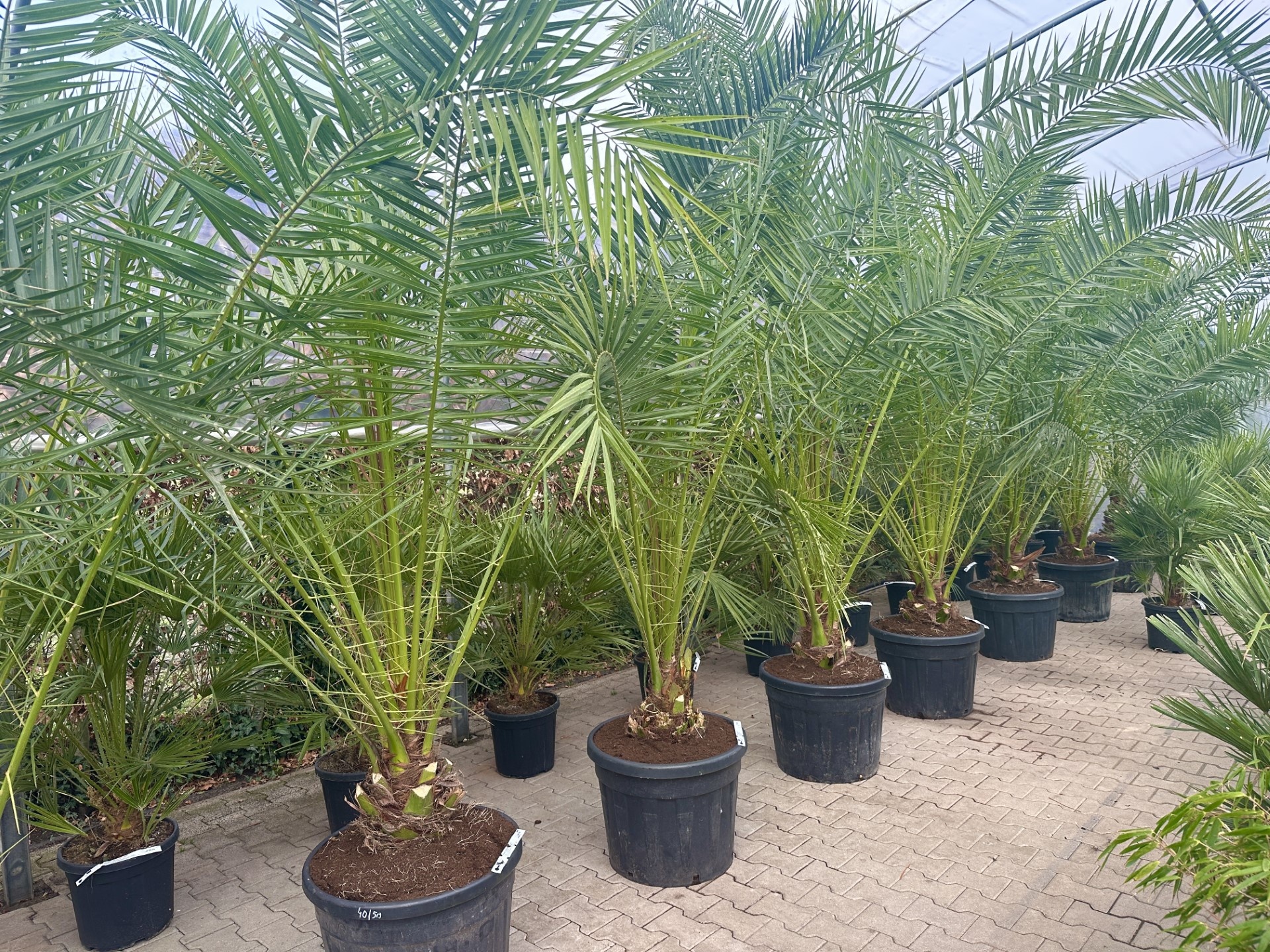 Phoenix canariensis 200/250 cm - Palmexpert.nl